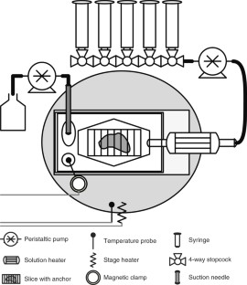 Using pancreas tissue slices for in situ studies of islet of Langerhans ...