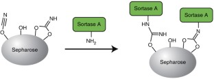 Site-specific protein modification using immobilized sortase in batch ...