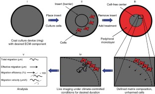 A ring barrier–based migration assay to assess cell migration in vitro ...
