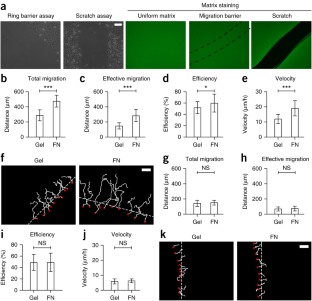 A ring barrier–based migration assay to assess cell migration in vitro ...