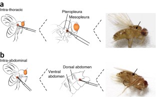 Analysis of resistance and tolerance to virus infection in Drosophila ...