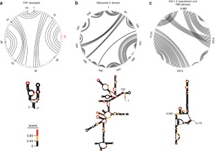 Selective 2′-hydroxyl acylation analyzed by primer extension and ...