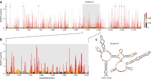 Selective 2′-hydroxyl acylation analyzed by primer extension and ...