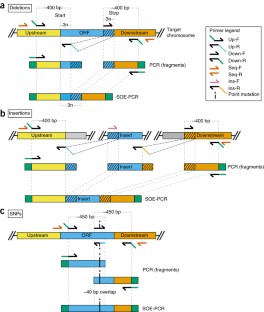 Precision-engineering the Pseudomonas aeruginosa genome with two-step ...