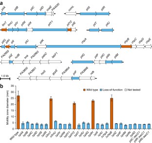 Precision-engineering the Pseudomonas aeruginosa genome with two-step ...