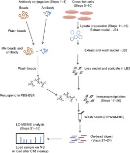 Rapid immunoprecipitation mass spectrometry of endogenous proteins ...