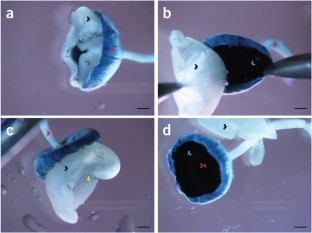 Isolation, culture and characterization of primary mouse RPE cells ...
