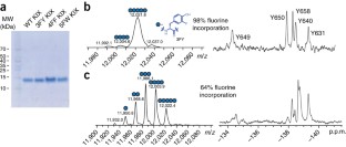 Protein-observed 19 F-NMR for fragment screening, affinity ...