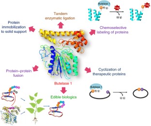 Butelase-mediated cyclization and ligation of peptides and proteins ...