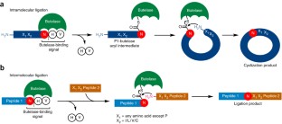 Butelase-mediated cyclization and ligation of peptides and proteins ...