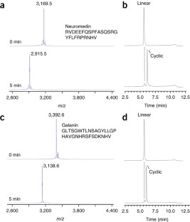 Butelase-mediated cyclization and ligation of peptides and proteins ...