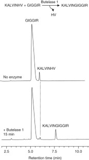 Butelase-mediated cyclization and ligation of peptides and proteins ...
