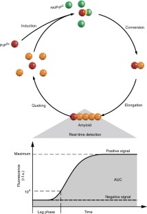 The real-time quaking-induced conversion assay for detection of human ...