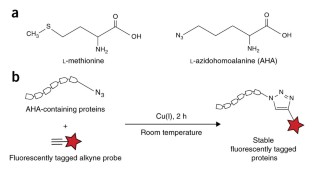 Nonradioactive quantification of autophagic protein degradation with L ...