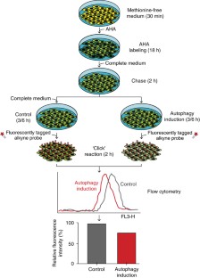 Nonradioactive quantification of autophagic protein degradation with L ...