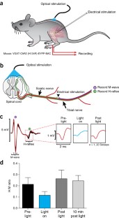 Decerebrate mouse model for studies of the spinal cord circuits ...