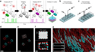 Super-resolution microscopy with DNA-PAINT | Nature Protocols