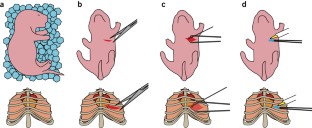 Use of a neonatal rat system as a bioincubator to generate adult-like ...