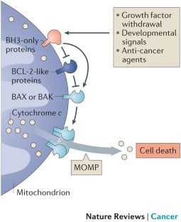 Thirty years of BCL-2: translating cell death discoveries into novel ...