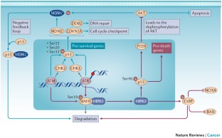 DNA damage and the balance between survival and death in cancer biology ...
