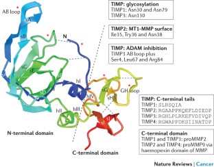 TIMPs: versatile extracellular regulators in cancer | Nature Reviews Cancer
