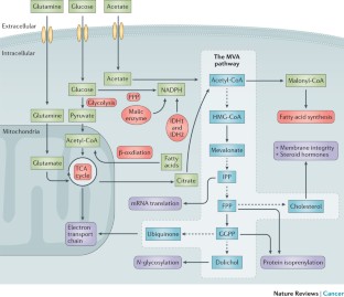 The interplay between cell signalling and the mevalonate pathway in ...