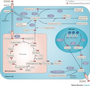 The metabolic fate of acetate in cancer | Nature Reviews Cancer
