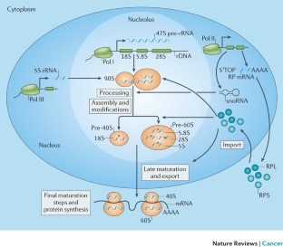 Ribosome biogenesis in cancer: new players and therapeutic avenues ...