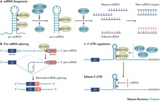 RNA editing-dependent epitranscriptome diversity in cancer stem cells ...