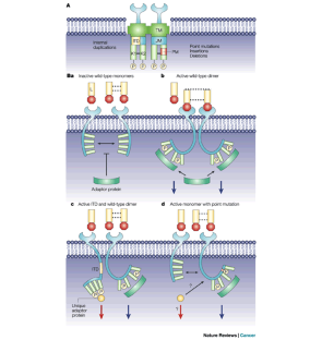 The role of FLT3 in haematopoietic malignancies | Nature Reviews Cancer