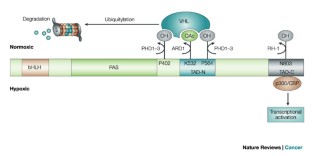 Targeting HIF-1 for cancer therapy | Nature Reviews Cancer