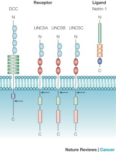 Netrin-1 and its receptors in tumorigenesis | Nature Reviews Cancer