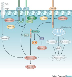 Netrin-1 and its receptors in tumorigenesis | Nature Reviews Cancer