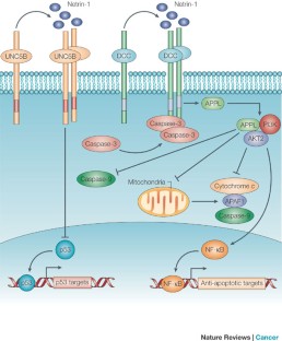 Netrin-1 and its receptors in tumorigenesis | Nature Reviews Cancer