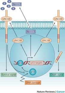 Netrin-1 and its receptors in tumorigenesis | Nature Reviews Cancer
