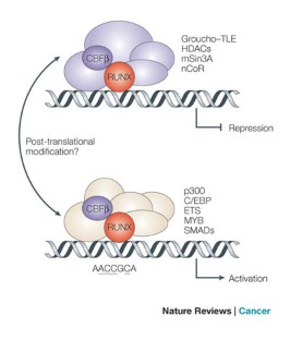 The runx genes: gain or loss of function in cancer | Nature Reviews Cancer