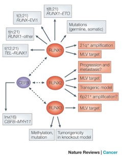The runx genes: gain or loss of function in cancer | Nature Reviews Cancer