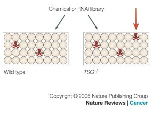 The Concept of Synthetic Lethality in the Context of Anticancer Therapy ...