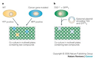 The Concept of Synthetic Lethality in the Context of Anticancer Therapy ...
