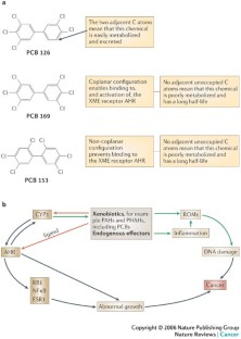 The role of cytochrome P450 enzymes in endogenous signalling pathways ...
