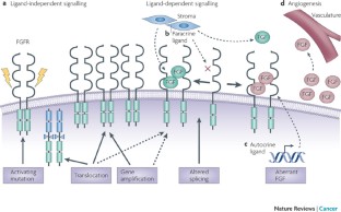 Fibroblast growth factor signalling: from development to cancer ...