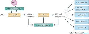 MYC as a regulator of ribosome biogenesis and protein synthesis ...