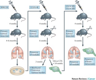 Mouse models of advanced spontaneous metastasis for experimental ...
