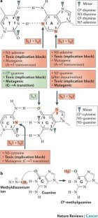 Balancing repair and tolerance of DNA damage caused by alkylating ...