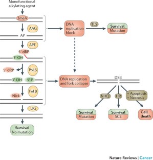 Balancing repair and tolerance of DNA damage caused by alkylating ...
