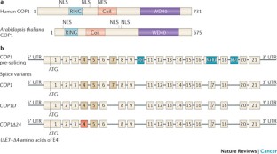 Spotlight on the role of COP1 in tumorigenesis | Nature Reviews Cancer