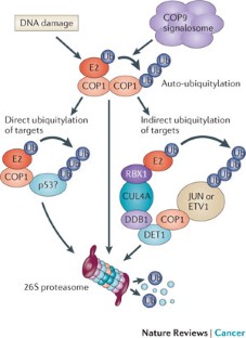 Spotlight on the role of COP1 in tumorigenesis | Nature Reviews Cancer