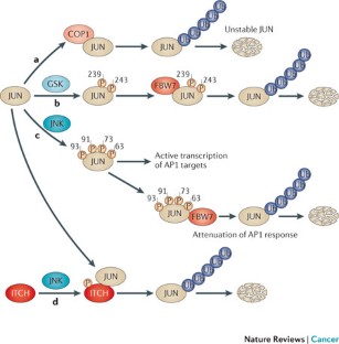 Spotlight on the role of COP1 in tumorigenesis | Nature Reviews Cancer