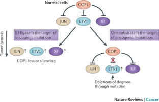 Spotlight on the role of COP1 in tumorigenesis | Nature Reviews Cancer