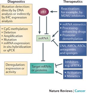 MicroRNAs in the p53 network: micromanagement of tumour suppression ...